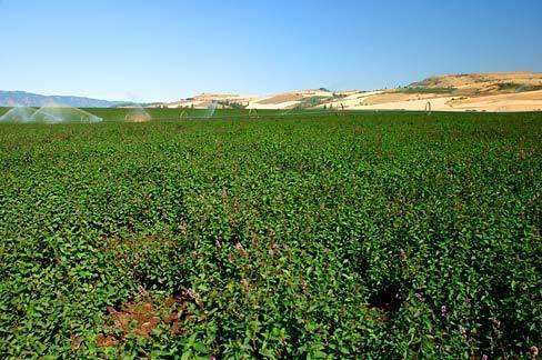 Commercial Mint Production near Imbler, Oregon | RateTea Images